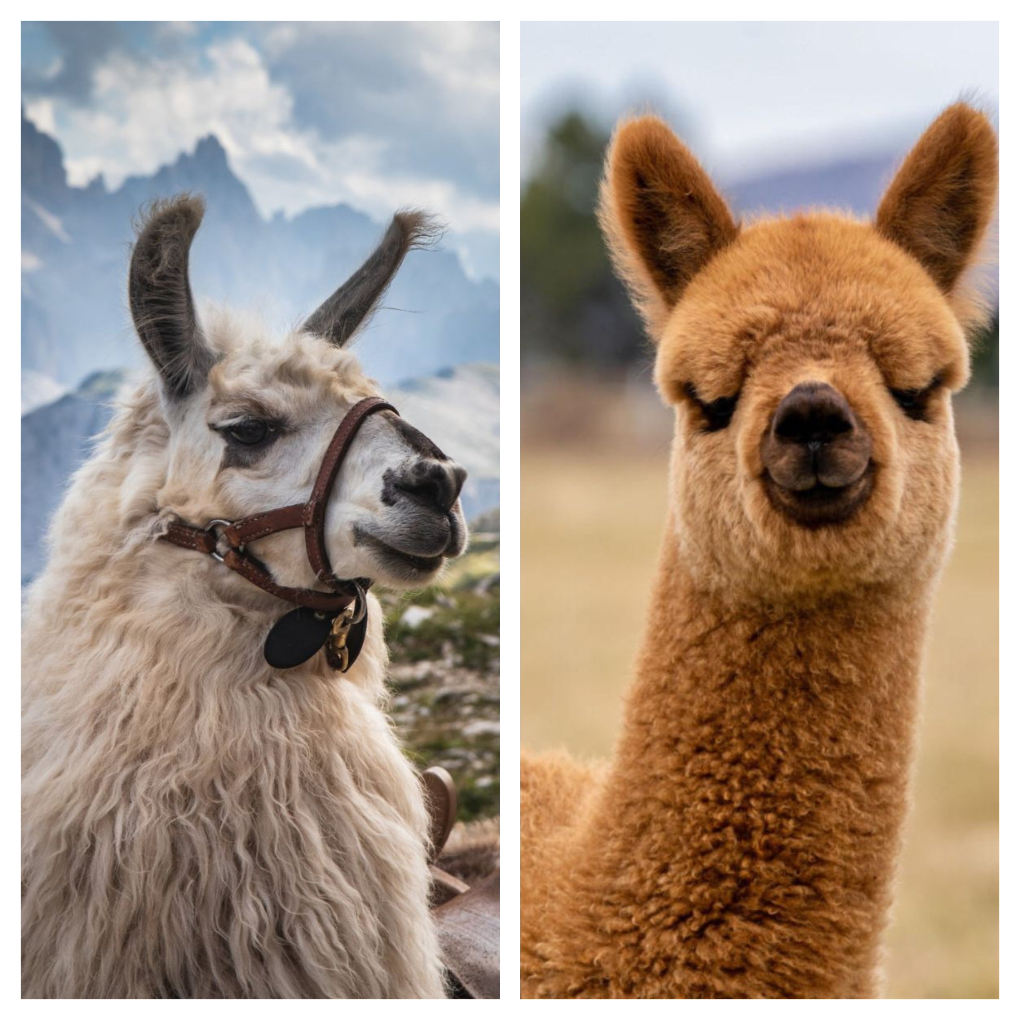 What's the Difference Between a Llama and an Alpaca? – AlpacaOutlets