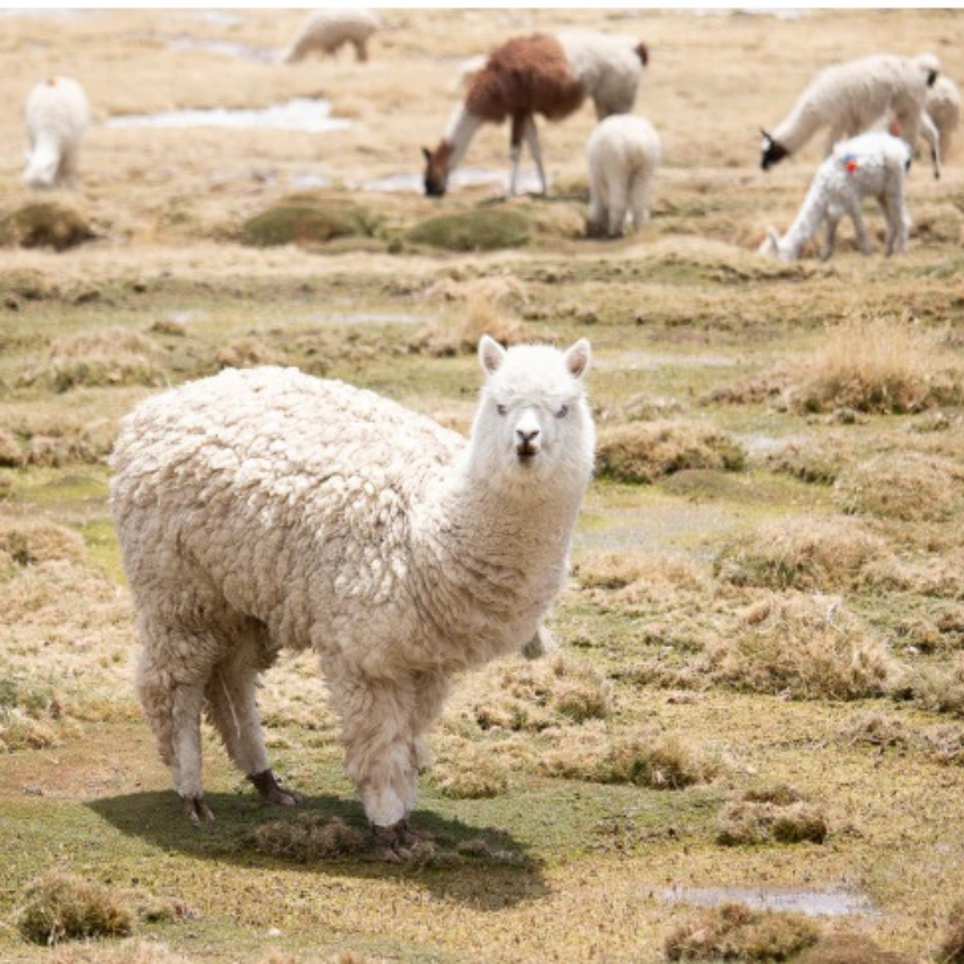 The Truth About Alpacas: Do They Really Spit? – AlpacaOutlets