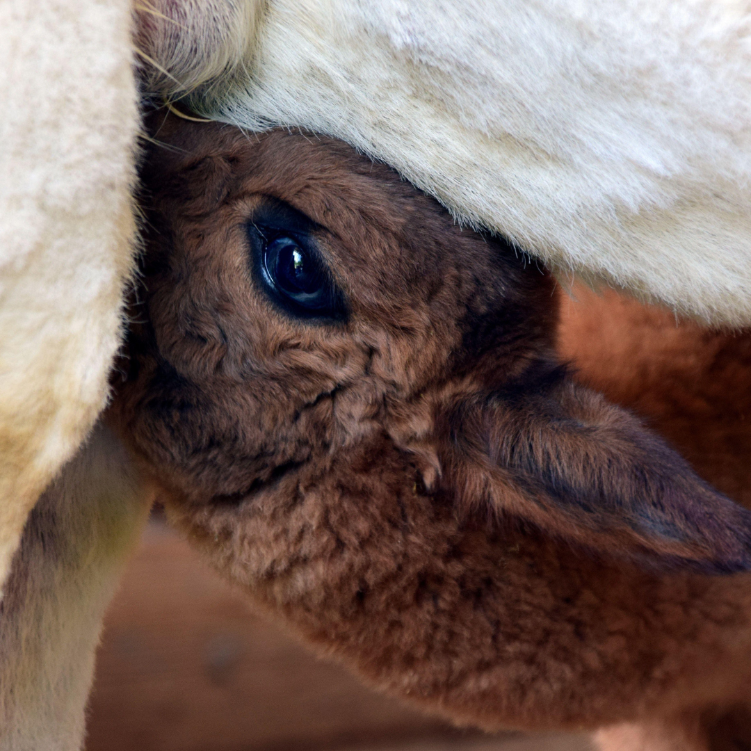 The Gentle Caress of Baby Alpaca: From Andean Heights to Your Closet ...