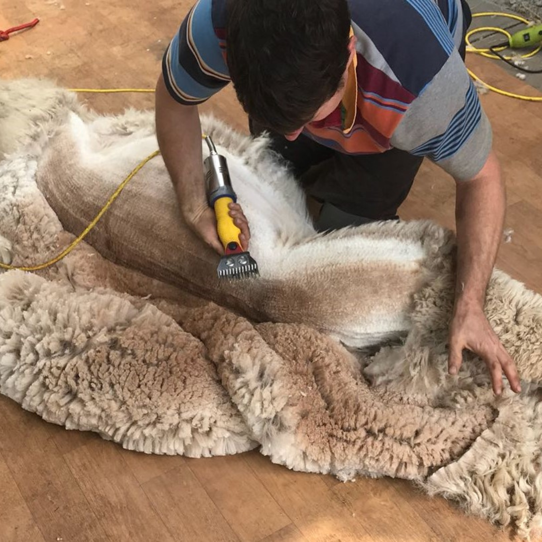 Alpaca Farming: A Commitment to Quality, The Shearing Process ...