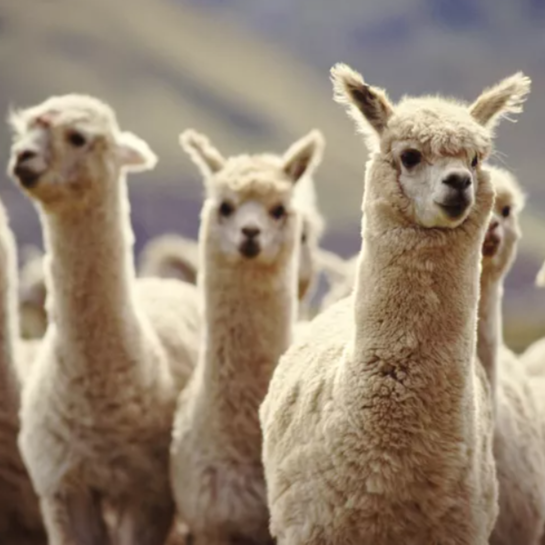 Winter Fashion Elegance: Embracing Alpaca Trends – AlpacaOutlets